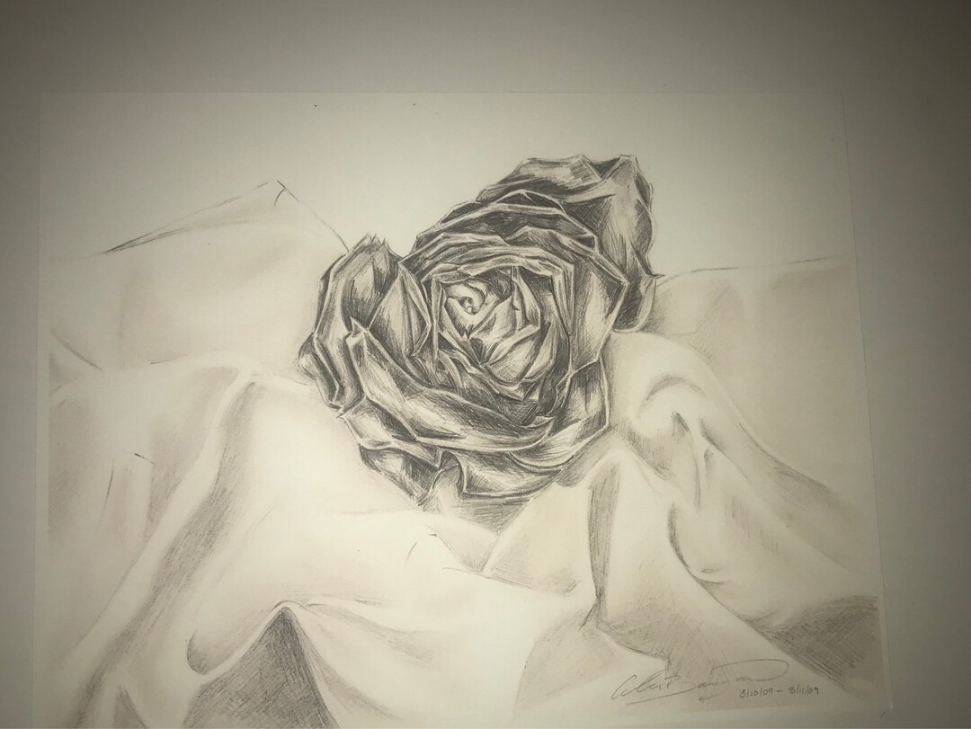 Print of Original Drawing "sleeping Rose" - Etsy