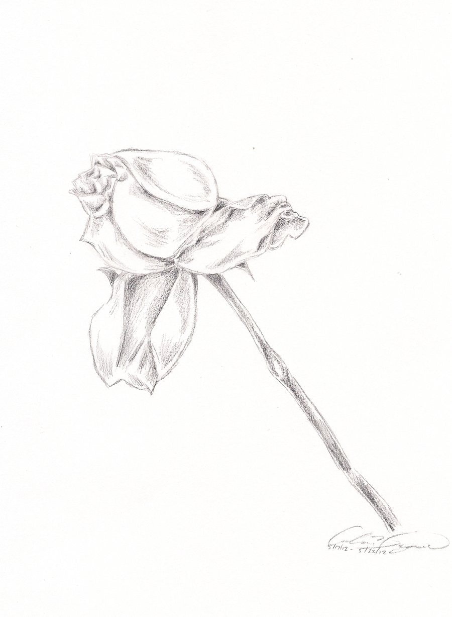 Digital Print of White Rose Series - Etsy