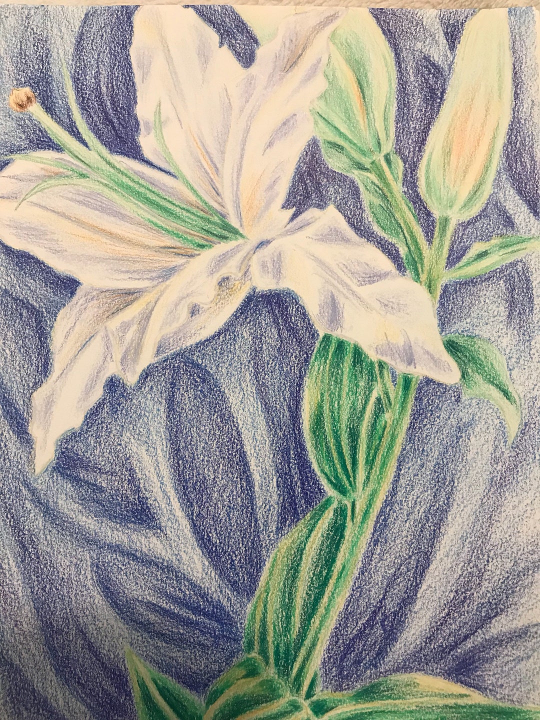 Original Lily Drawing - Etsy