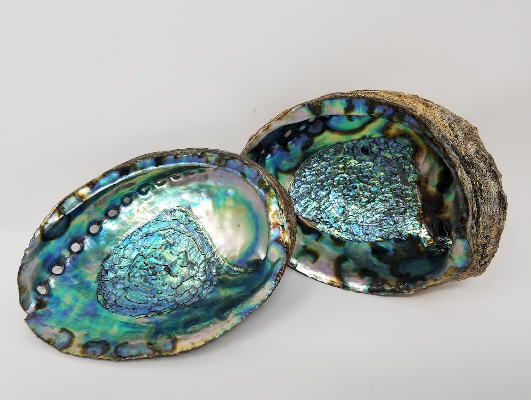 Abalone Shell, Altar Tool, Smudge Stick Tool, Incense Dish, Cleansing ...