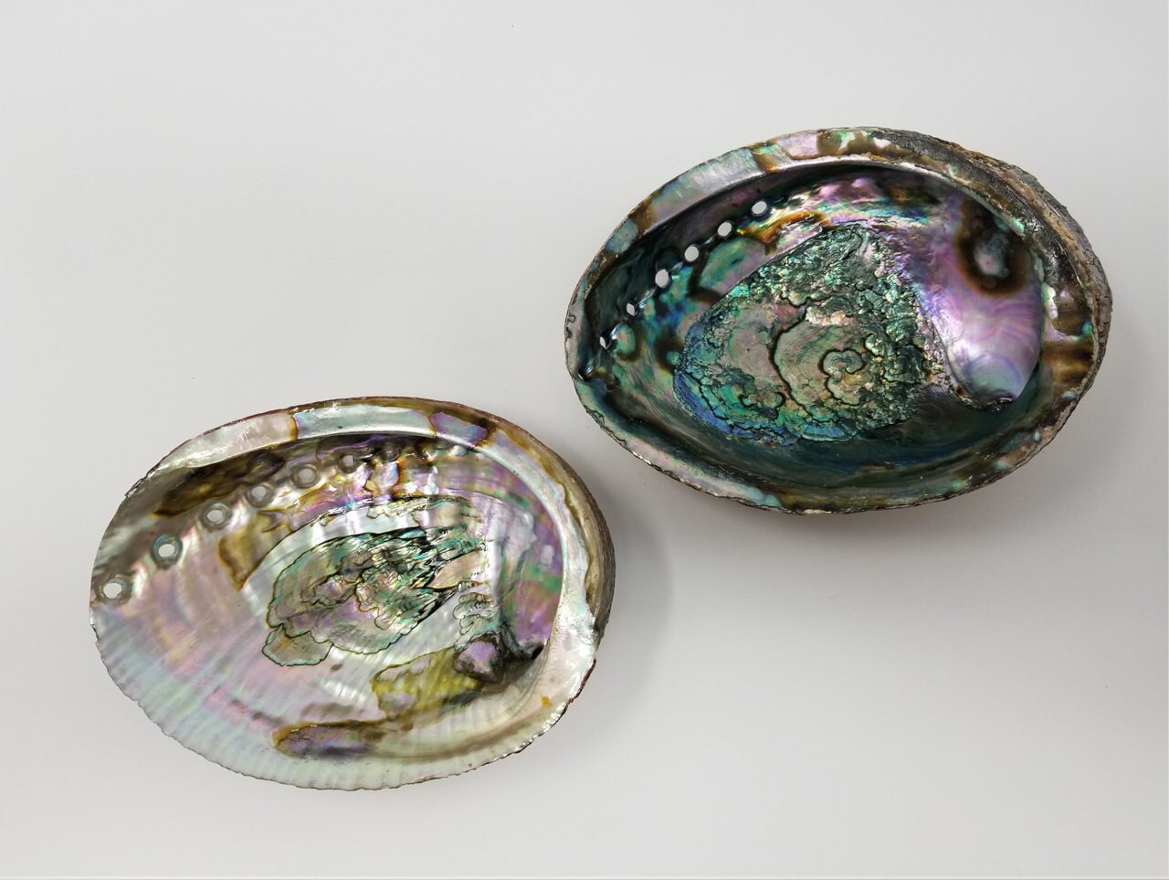 Abalone Shell, Altar Tool, Smudge Stick Tool, Incense Dish, Cleansing ...