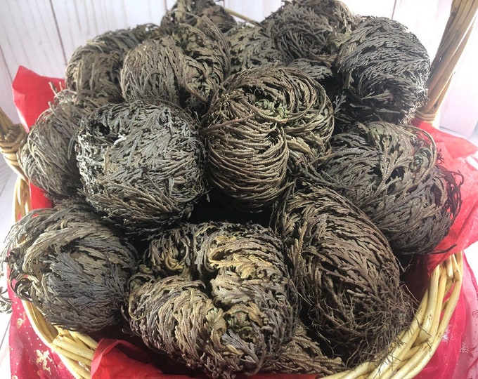 6 Pack Rose of Jericho, Resurrection Flower, Jericho Rose, Jericho ...