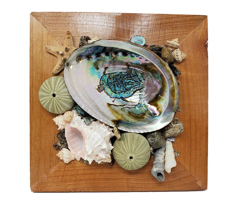 Abalone Shell 5-6 on Wood Frame Display Artwork Handmade - Etsy