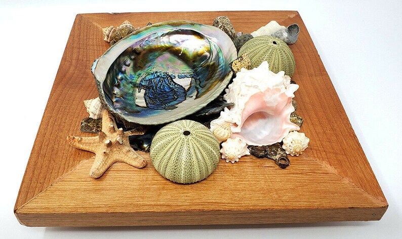 Abalone Shell 5-6 on Wood Frame Display Artwork Handmade - Etsy