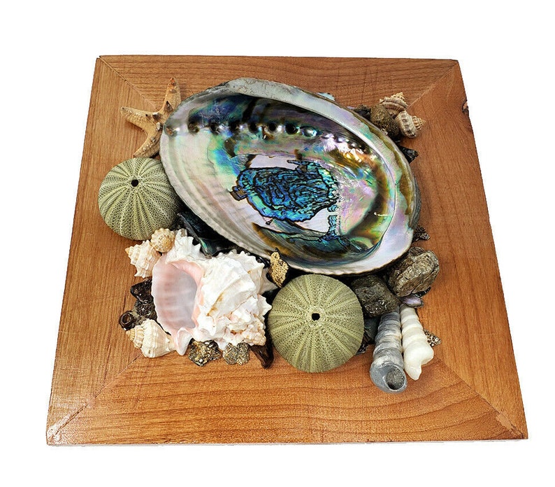 Abalone Shell 5-6 on Wood Frame Display Artwork Handmade - Etsy