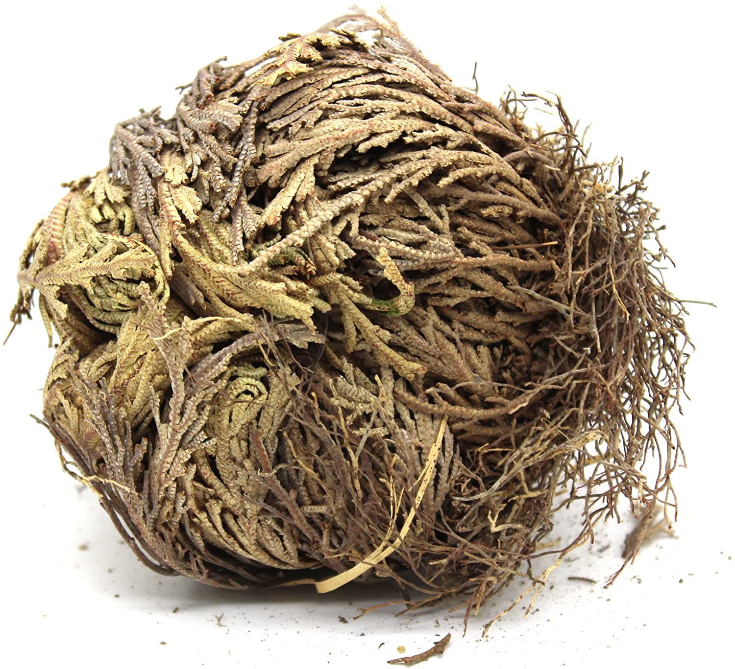 12 Pack Rose of Jericho, Resurrection Flower, Jericho Rose, Jericho ...