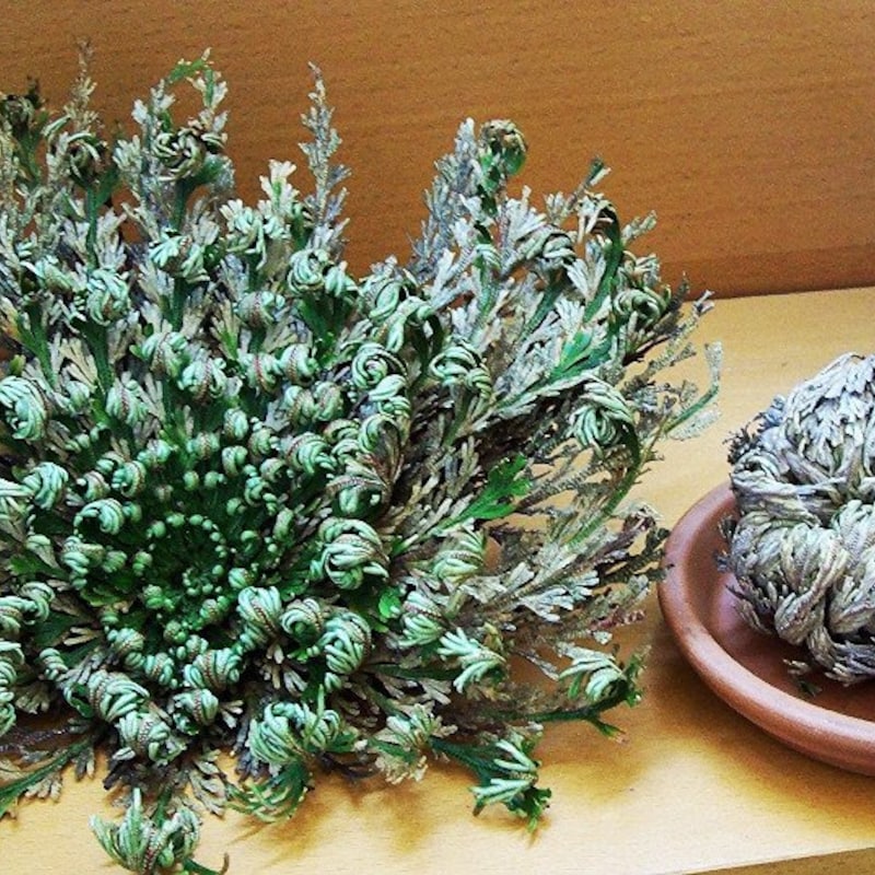 Rose of Jericho - Etsy