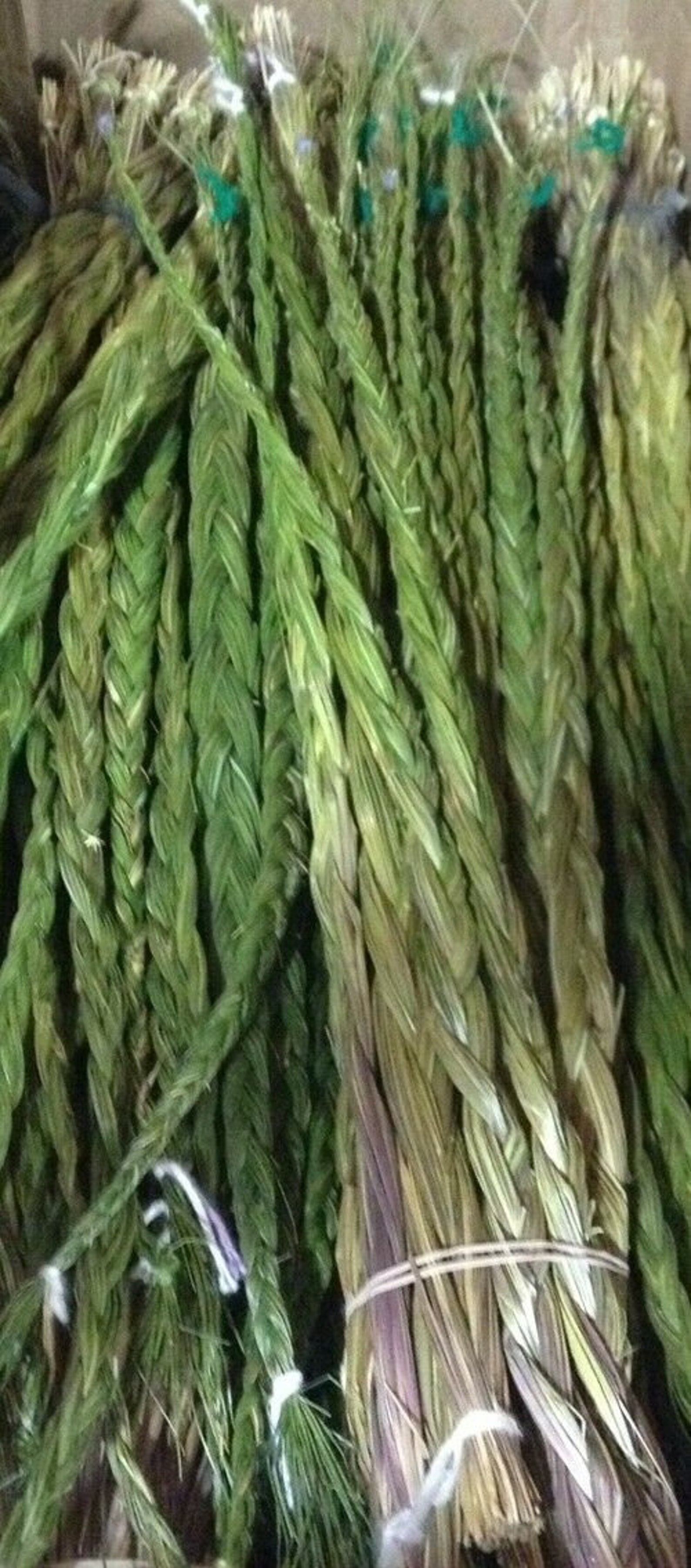 Sweetgrass Braid 14"+ Hierochloe Odorata Smudge (5 Pack) - Etsy