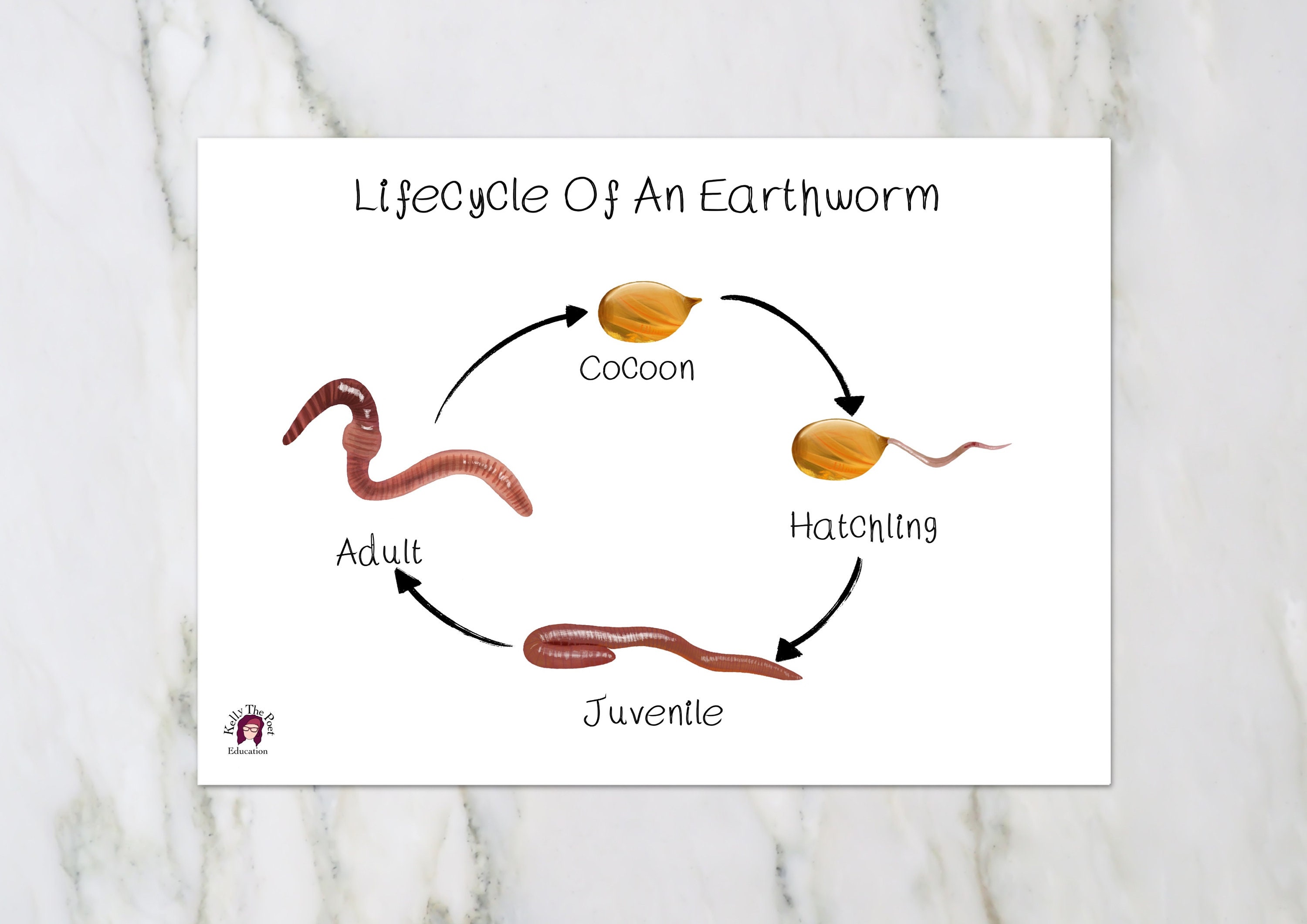 Earthworm Anatomy Lifecycle Poster Montessori 3 Part Cards - Etsy UK