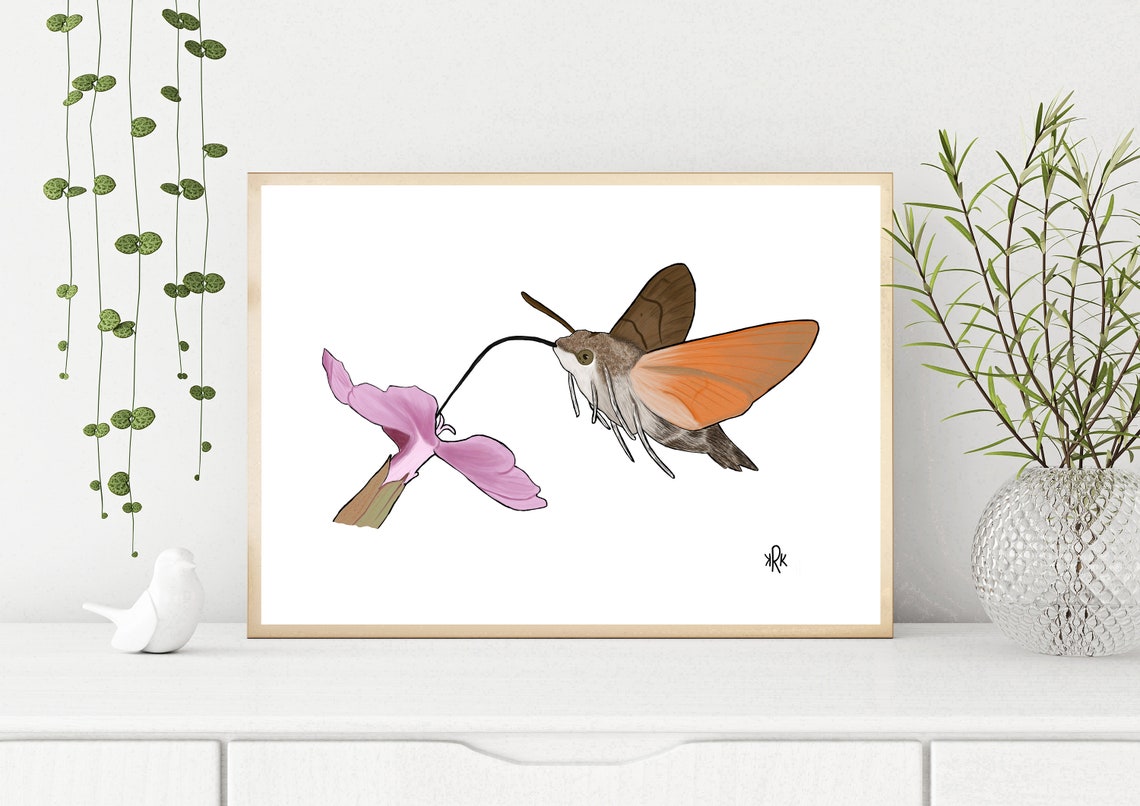 Hummingbird Hawk-Moth Illustration British Wildlife Print | Etsy