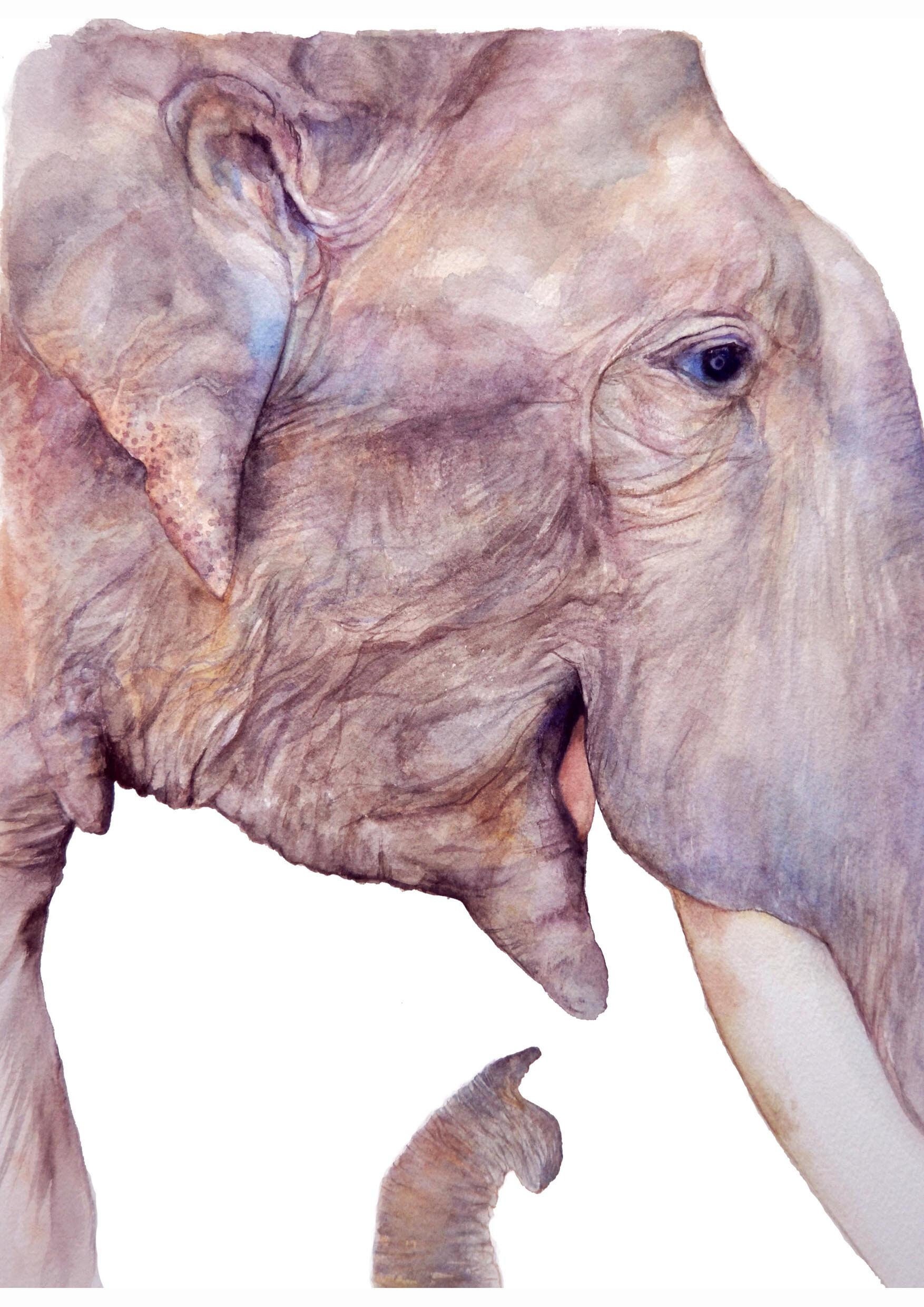 Indian Elephant Drawing Tumblr