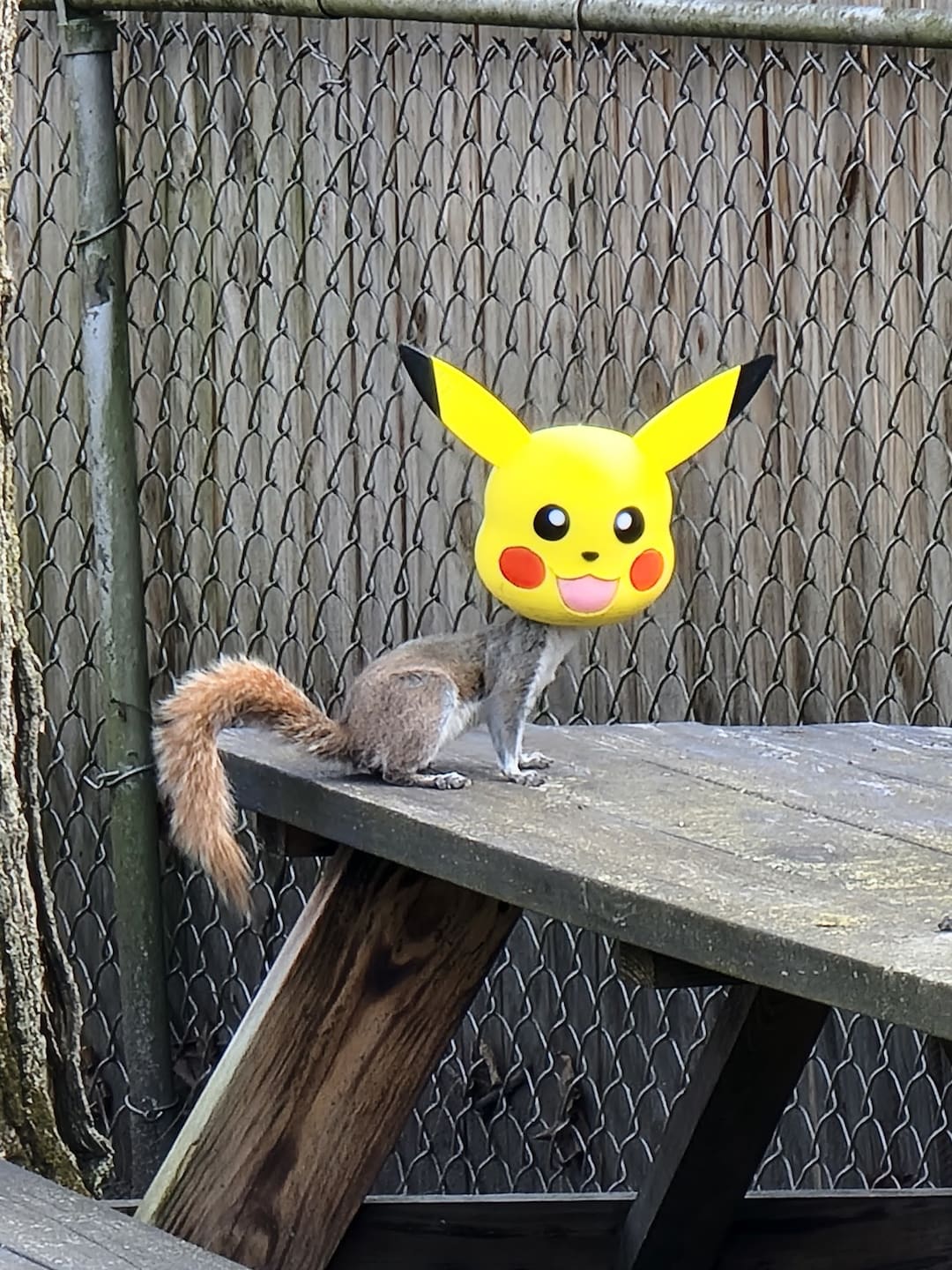 Pikachu Squirrel Feeder!!! - Etsy