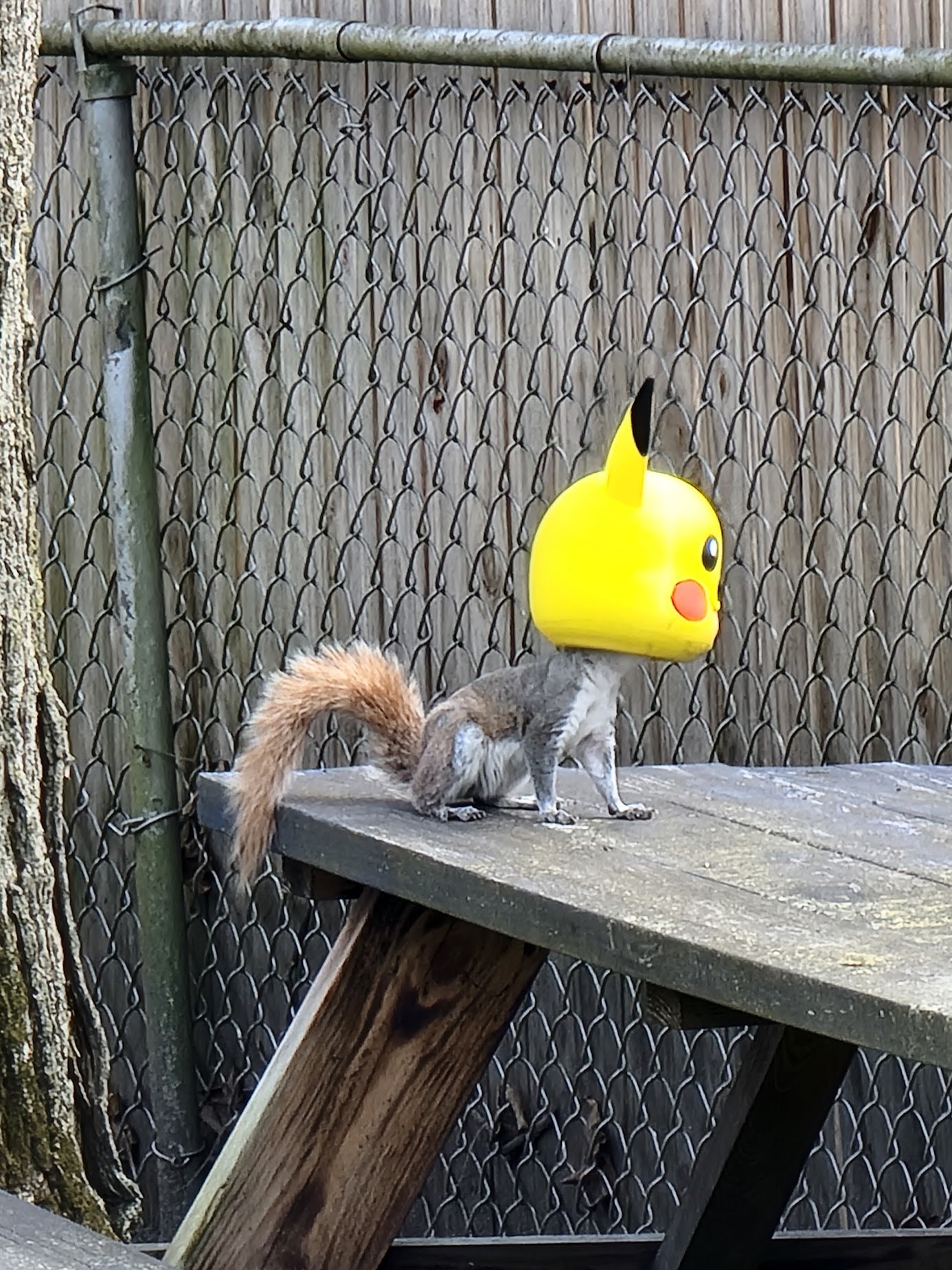 Pikachu Squirrel Feeder - Etsy