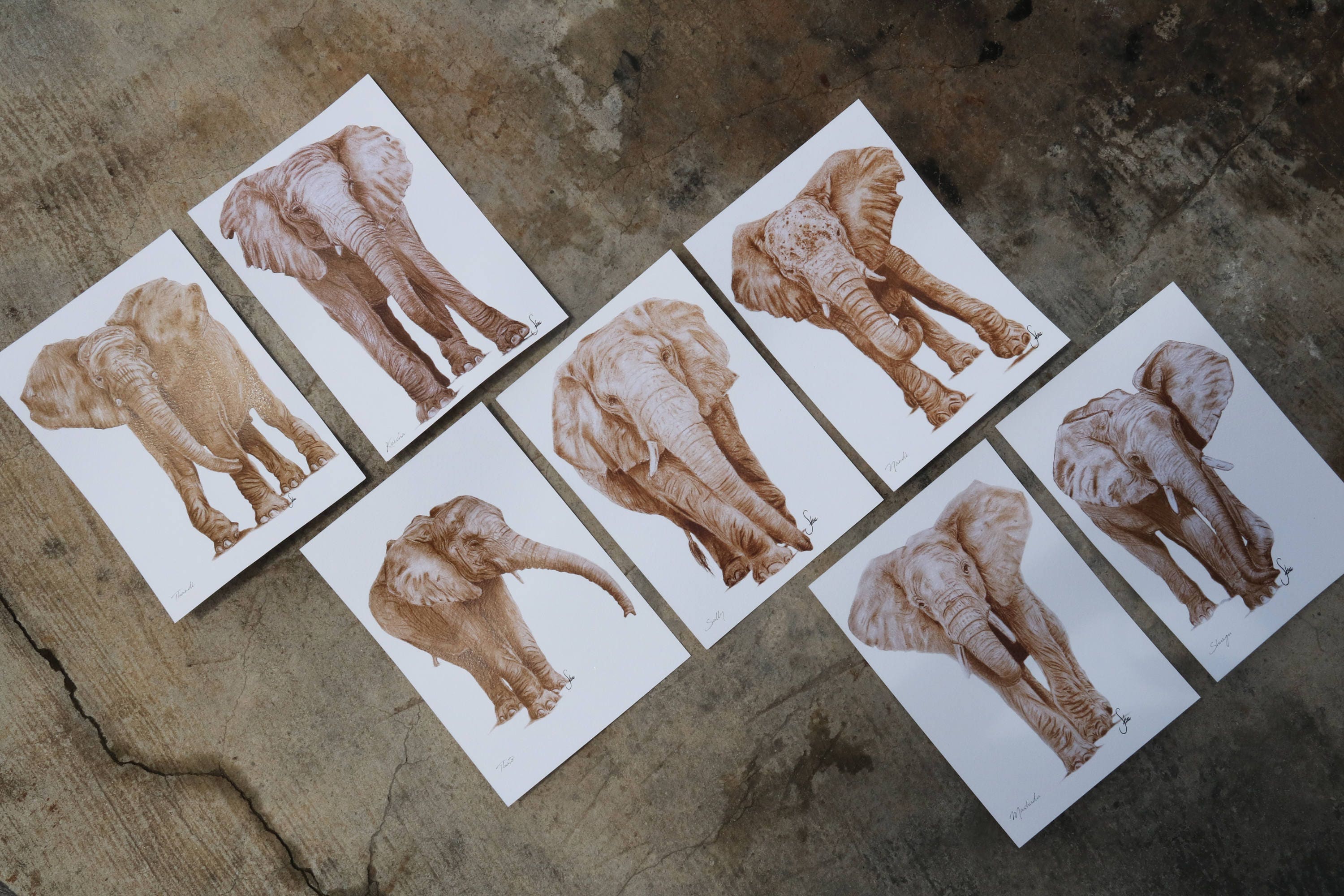 Elephant Art Postcards, A6 (classic Postcard Size) - Etsy