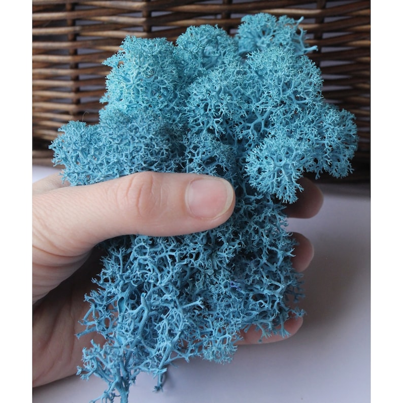 Azul musgo preservado liquen artesanal cladonia musgo de | Etsy España