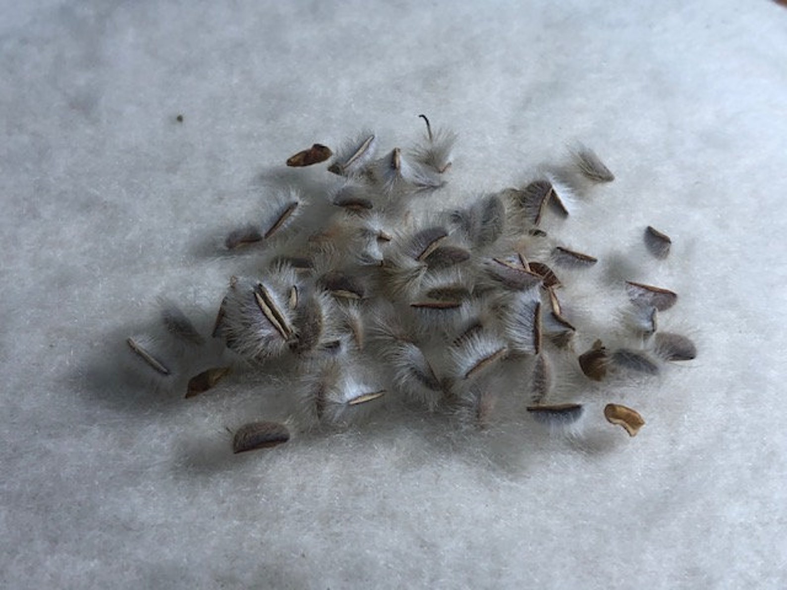 Creosote Bush Seeds Larrea Tridentata - Etsy