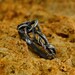 Fantasy Braided Tree Engagement Ring With Knot Twig Leaf, Unusual Women ...