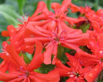 Maltese Cross, Lychnis Chalcedonica, Scarlet Lightning, Hardy Perennial ...