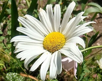 Shasta Daisy / Crazy Daisy Flower Seeds / Leucanthemum/perennial 50 - Etsy