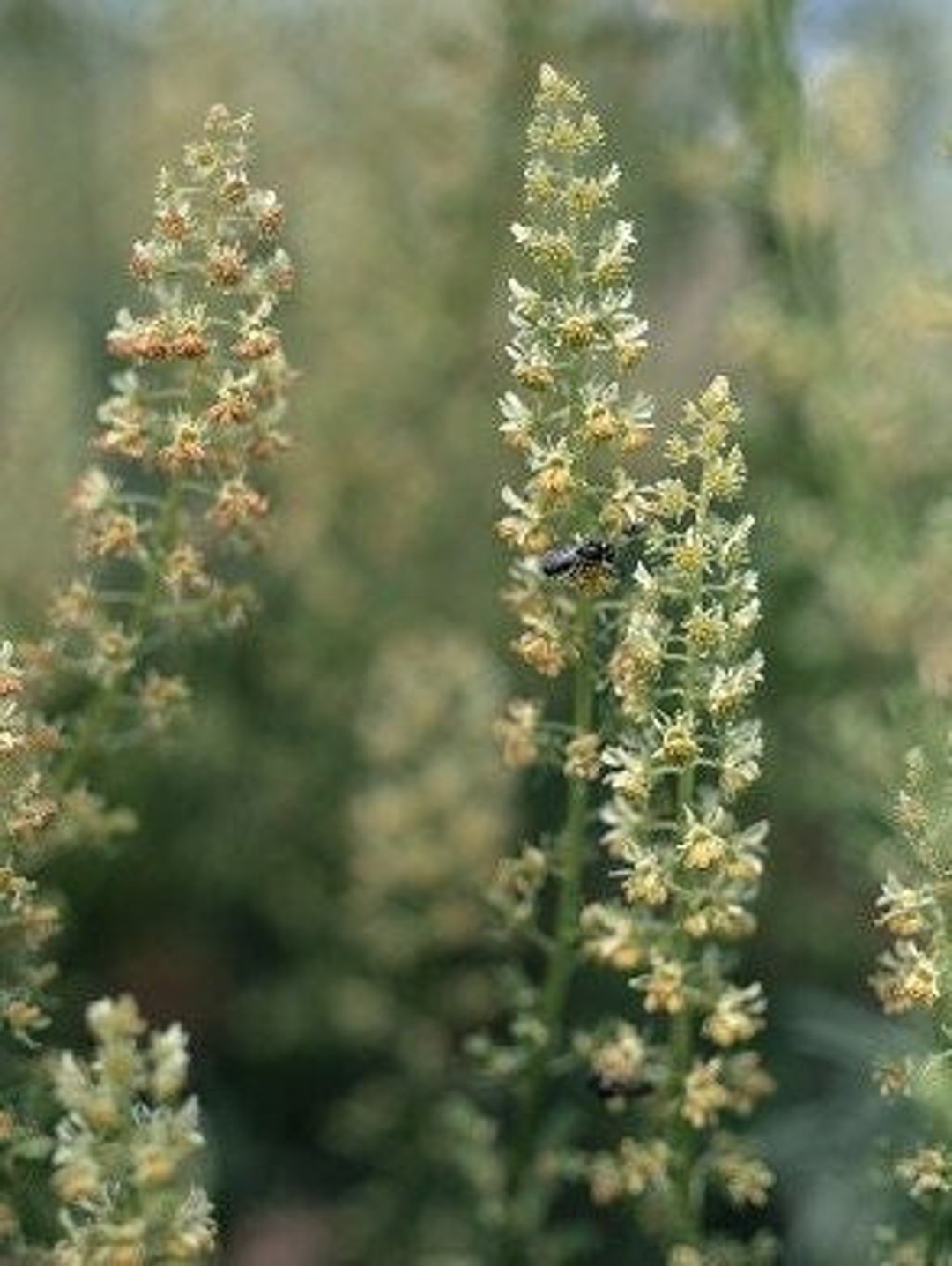 Sweet Mignonette, Reseda Odorata, Sweet Reseda, Egyptian Mignonette 100 ...