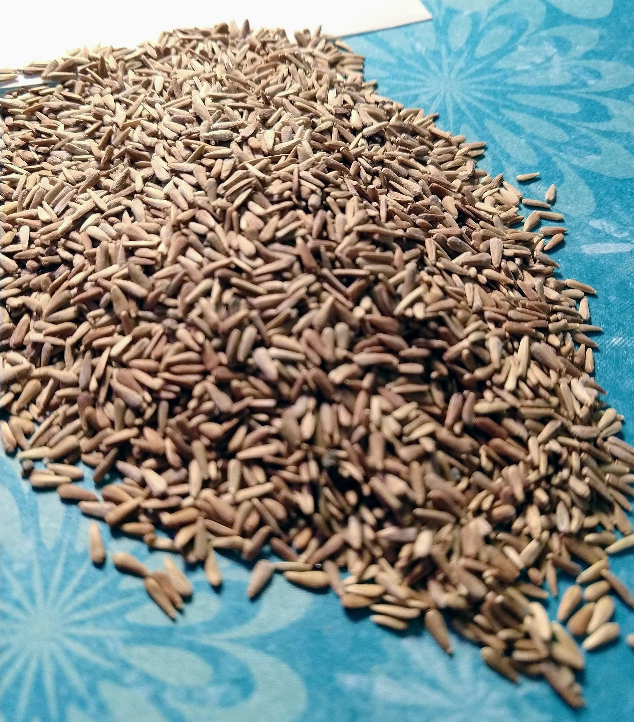 Powder Puff Mix China/chinese Aster, Callistephus Chinesis, Flower ...