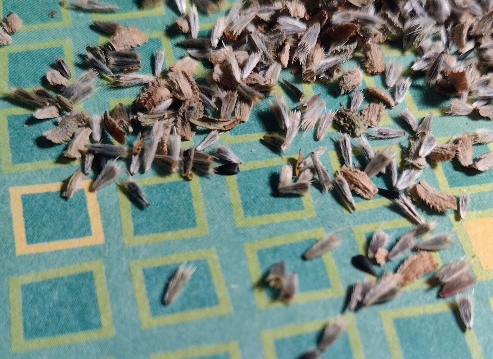 Tidy Tips, Layia Platyglossa, Coastal Tidytips Flower 100+ Seeds - Etsy