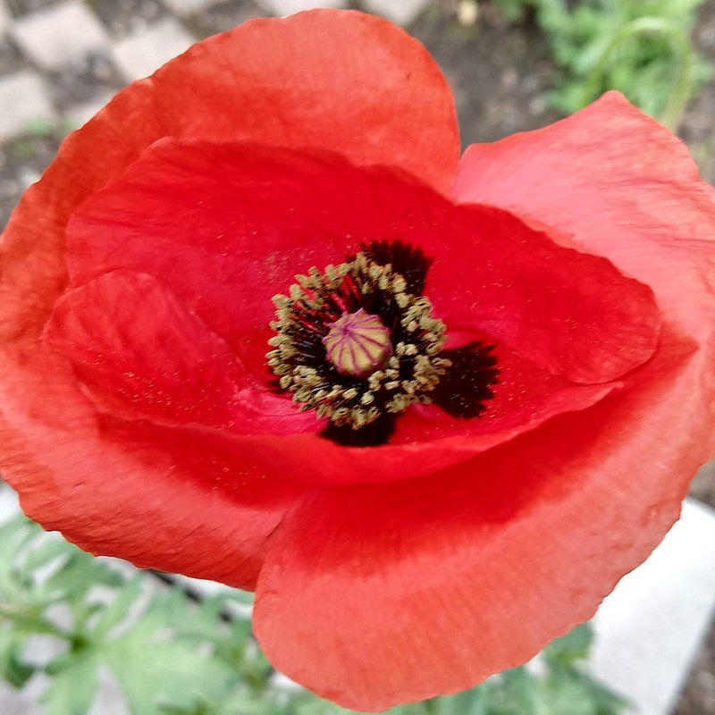 Flanders Poppy - Etsy