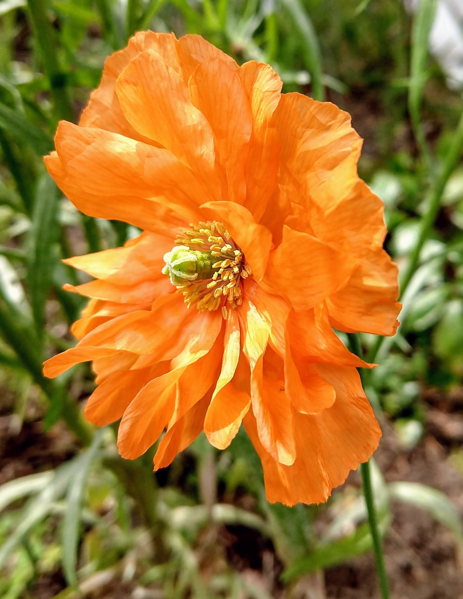 Spanish Poppy, Moroccan, Papaver Rupifragum 100+ Flower Seeds - Etsy
