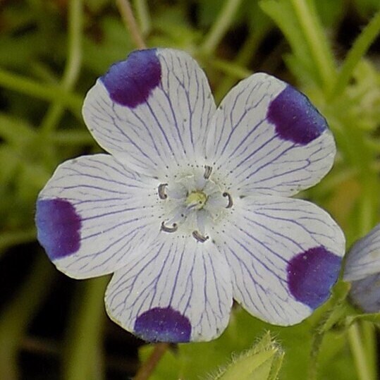 Five Spot Flower Seeds Nemophila Maculata 100+ Seeds - Etsy