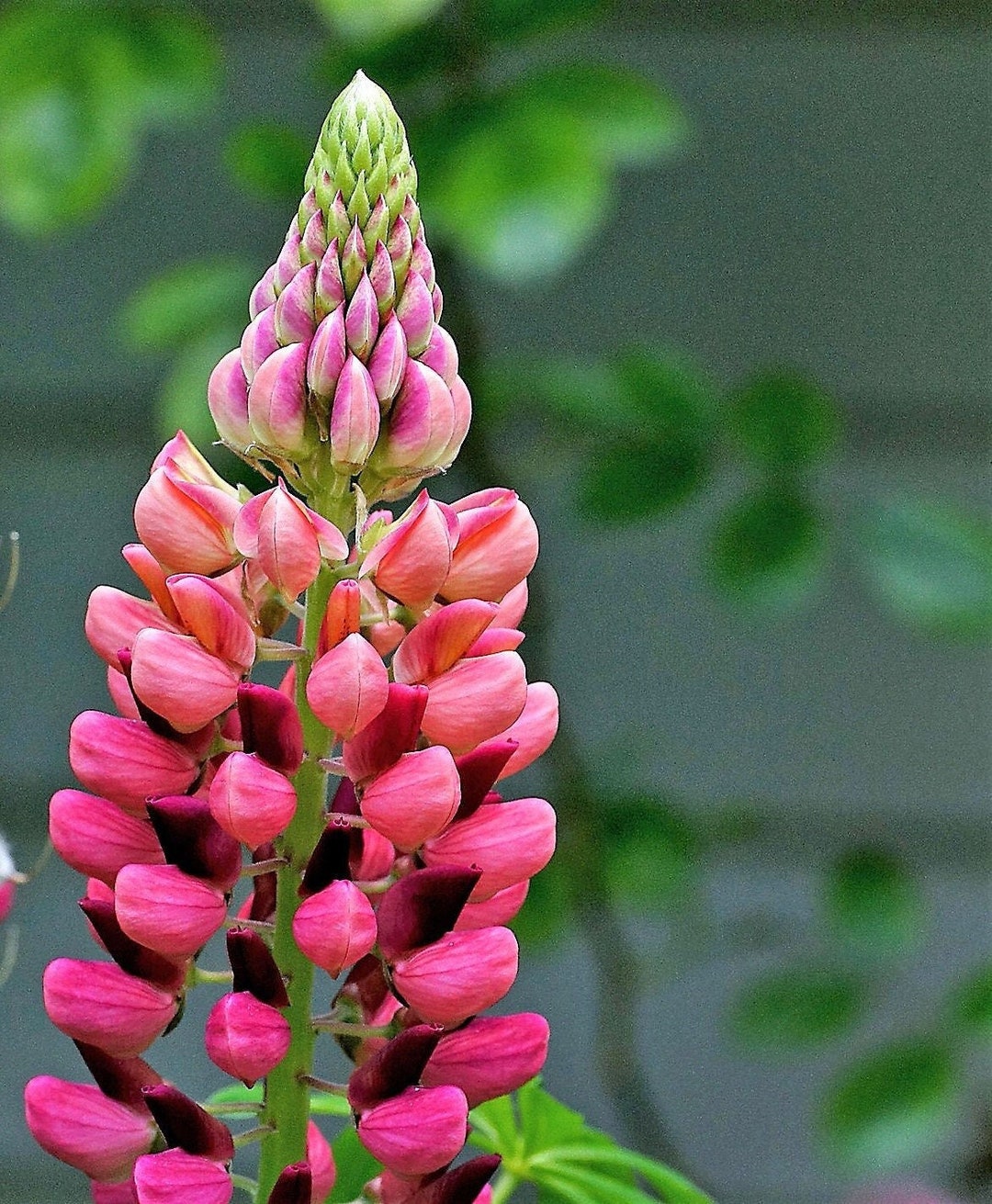 Russell Lupine Flower, Lupinus X Russellii, Lupin 50 Flower Seeds - Etsy
