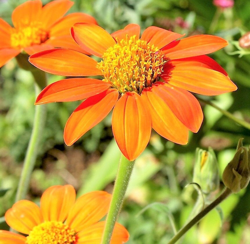Mexican Sunflower AKA Tithonia Rotundifolia (red-orange) 100+ Seeds - Etsy