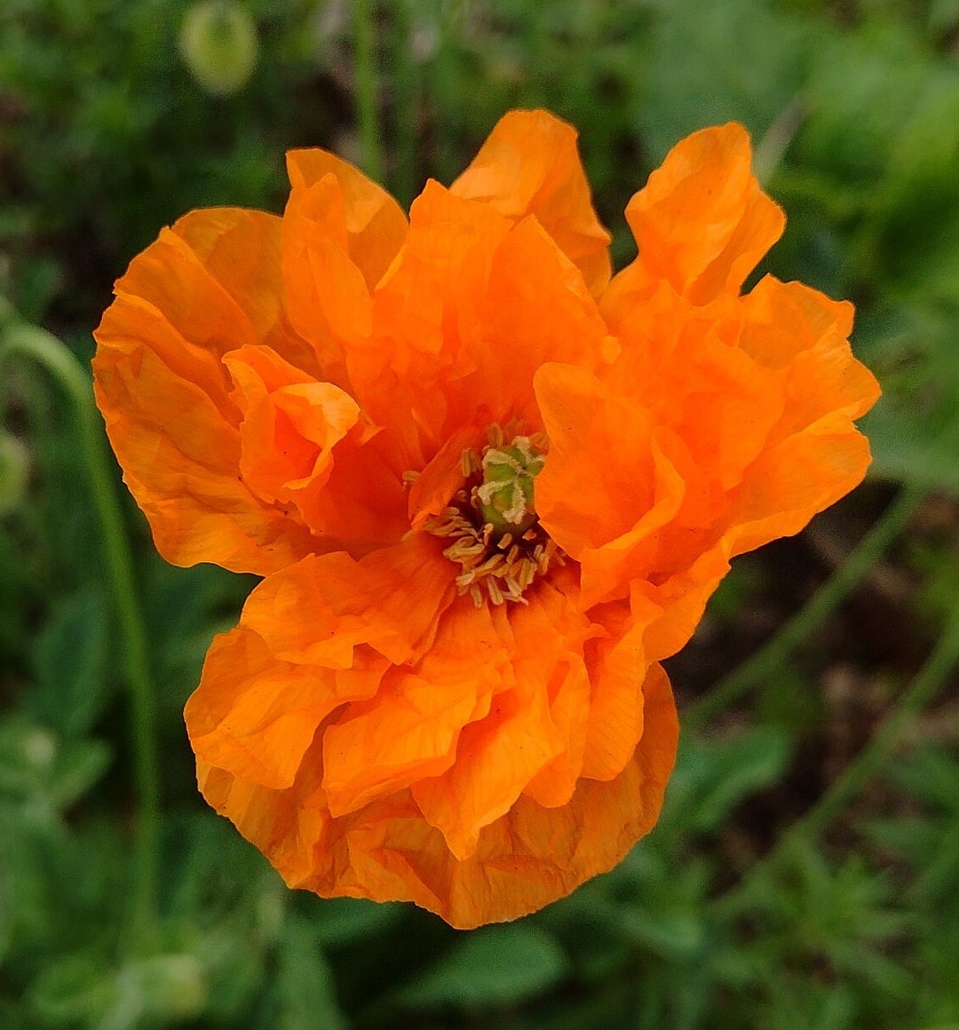 Spanish Poppy, Moroccan, Papaver Rupifragum 100+ Flower Seeds - Etsy