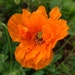 Spanish Poppy, Moroccan, Papaver Rupifragum 100+ Flower Seeds - Etsy
