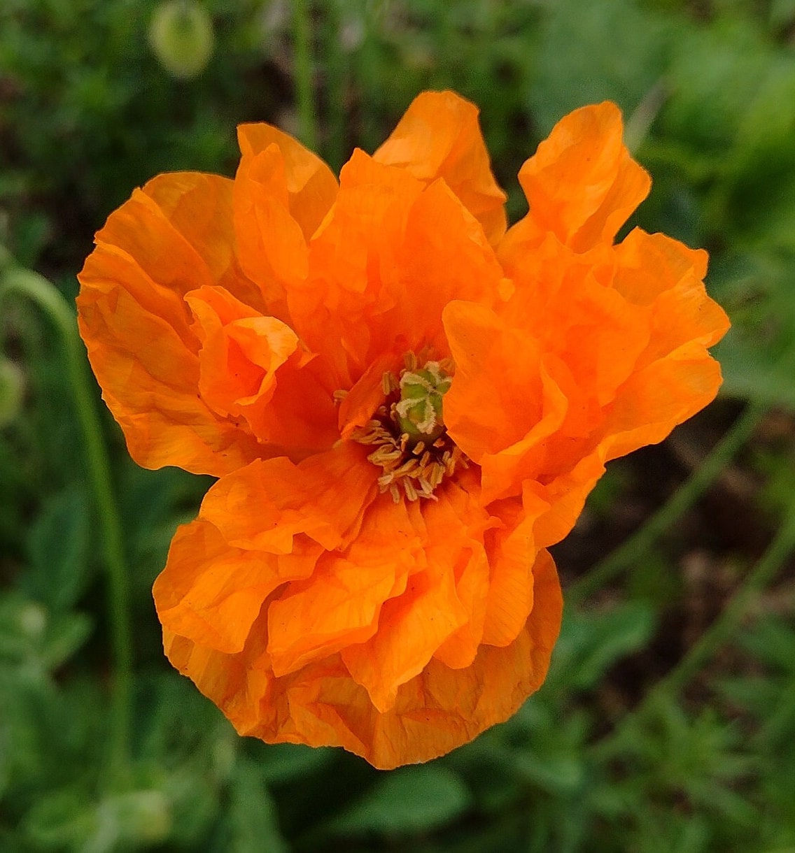 Spanish Poppy, Moroccan, Papaver Rupifragum 100+ Flower Seeds - Etsy