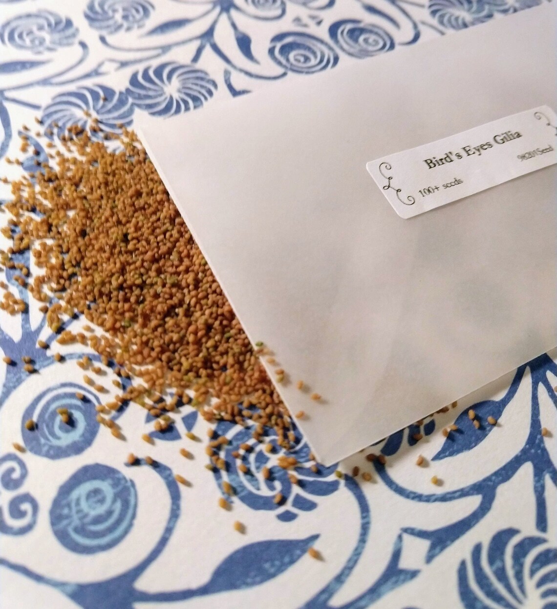 Tricolored Gilia Flower Seeds 100 Seeds - Etsy