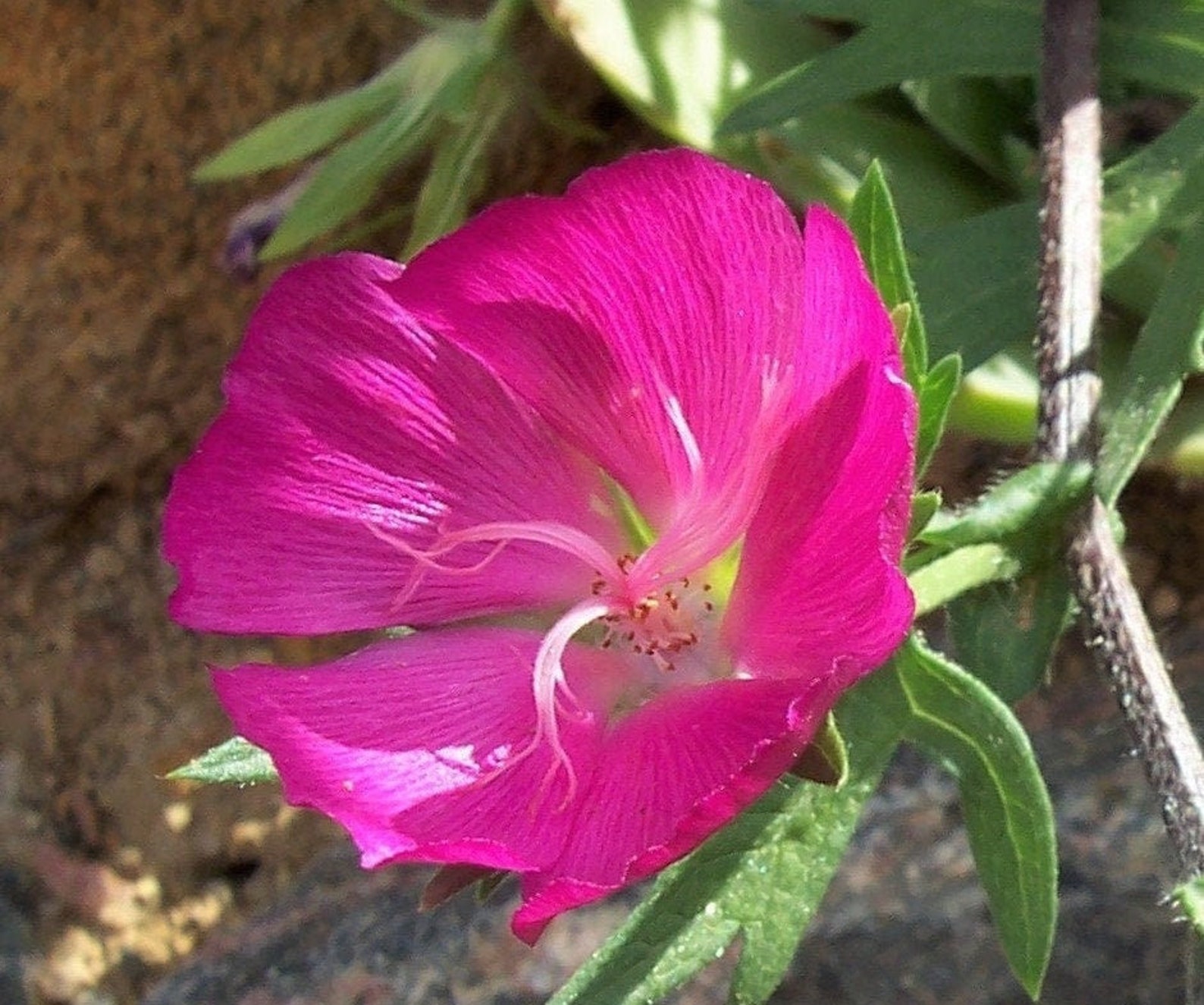 100+ Wine Cup Flowers, Poppy Mallow. Callirhoe Leiocarpa, Flower Seeds ...