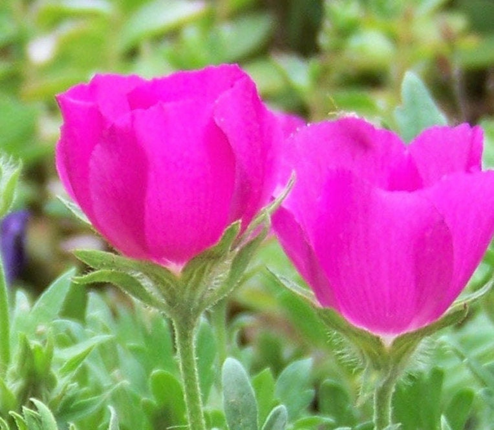 100+ Wine Cup Flowers, Poppy Mallow. Callirhoe Leiocarpa, Flower Seeds ...
