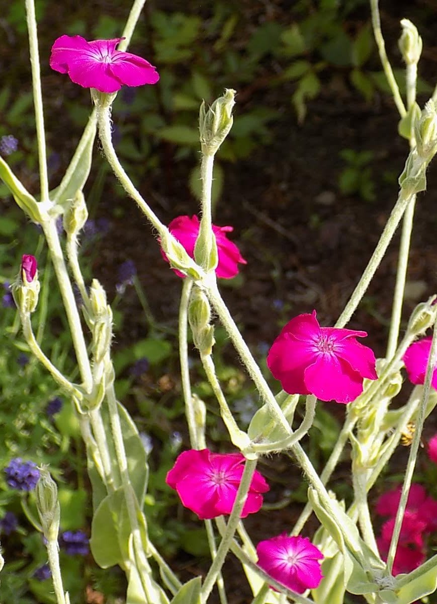 Rose Campion Seed 50+ Seeds - Etsy
