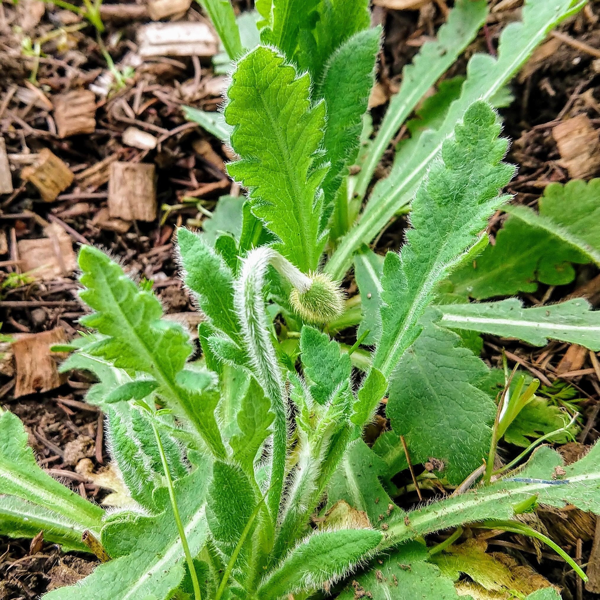 Spanish Poppy, Moroccan, Papaver Rupifragum 100+ Flower Seeds - Etsy