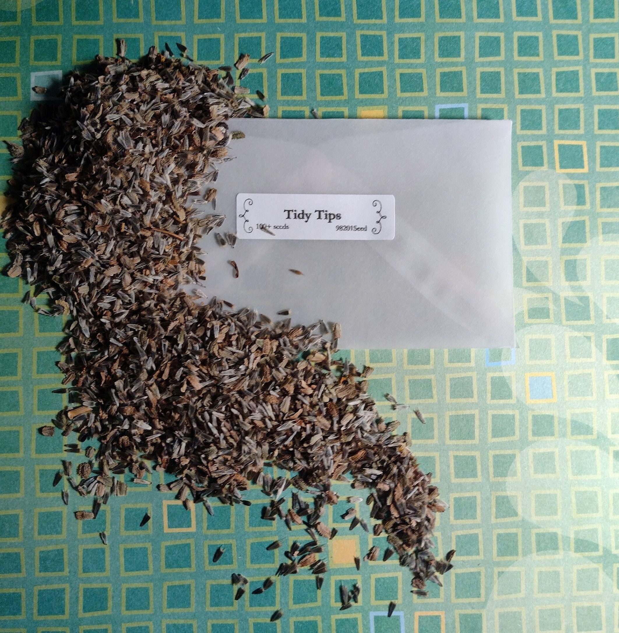 Tidy Tips, Layia Platyglossa, Coastal Tidytips Flower 100+ Seeds - Etsy