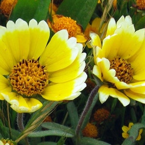 Tidy Tips, Layia Platyglossa, Coastal Tidytips Flower 100+ Seeds - Etsy