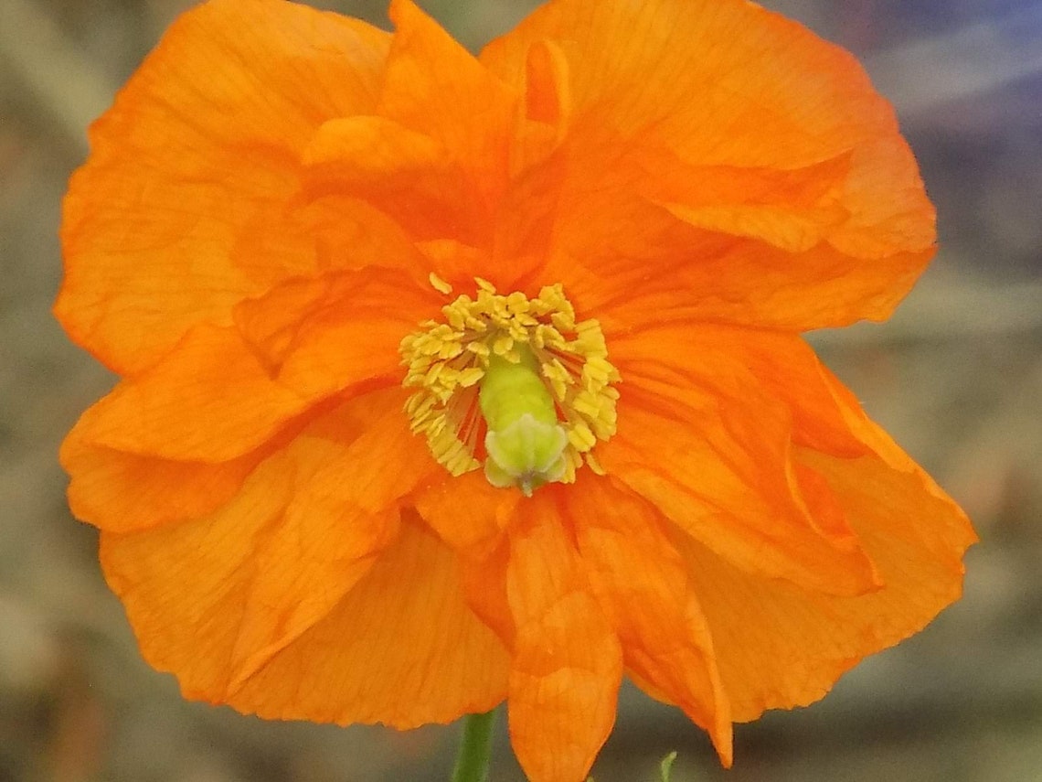 Spanish Poppy, Moroccan, Papaver Rupifragum 100+ Flower Seeds - Etsy