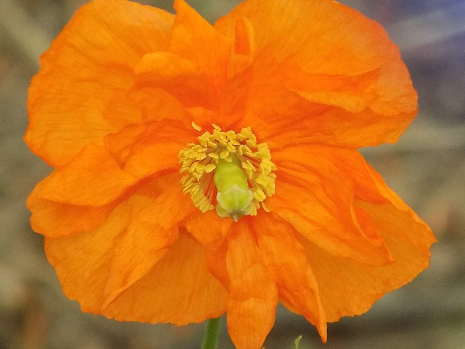 Spanish Poppy, Moroccan, Papaver Rupifragum 100+ Flower Seeds - Etsy