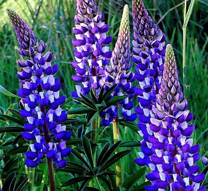 Russell Lupine Flower Lupinus X Russellii Lupin 50 Flower - Etsy