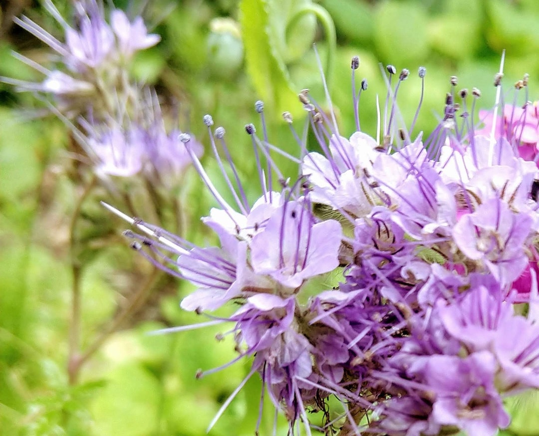 Lacy Phacelia Flowers, AKA Blue Tansy, Bee Phacelia, Scorpion-weed ...