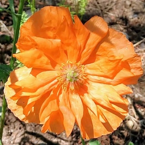 Spanish Poppy, Moroccan, Papaver Rupifragum 100+ Flower Seeds - Etsy