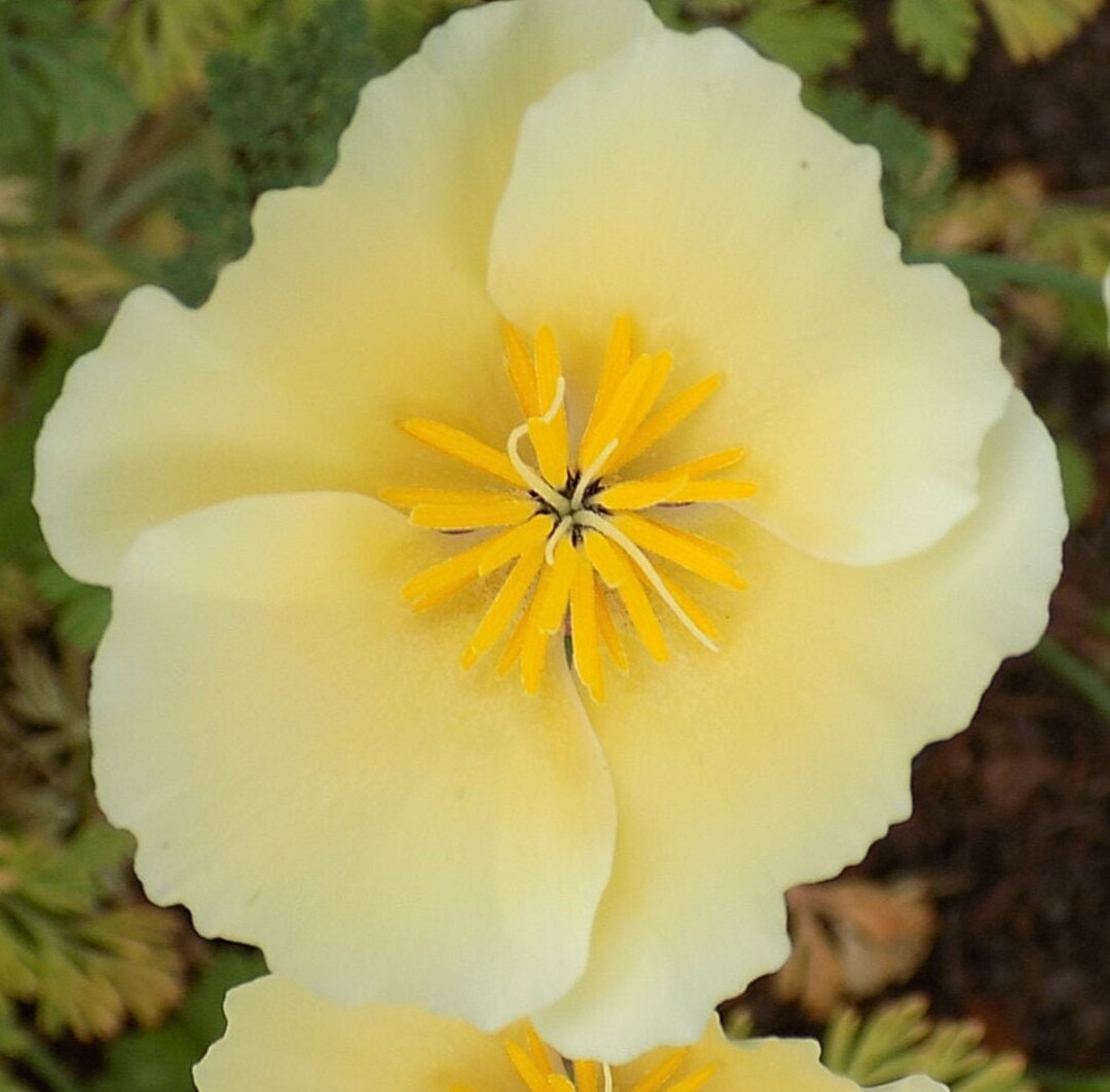 California Poppy Mix Eschscholzia Californica 100+ Seeds - Etsy