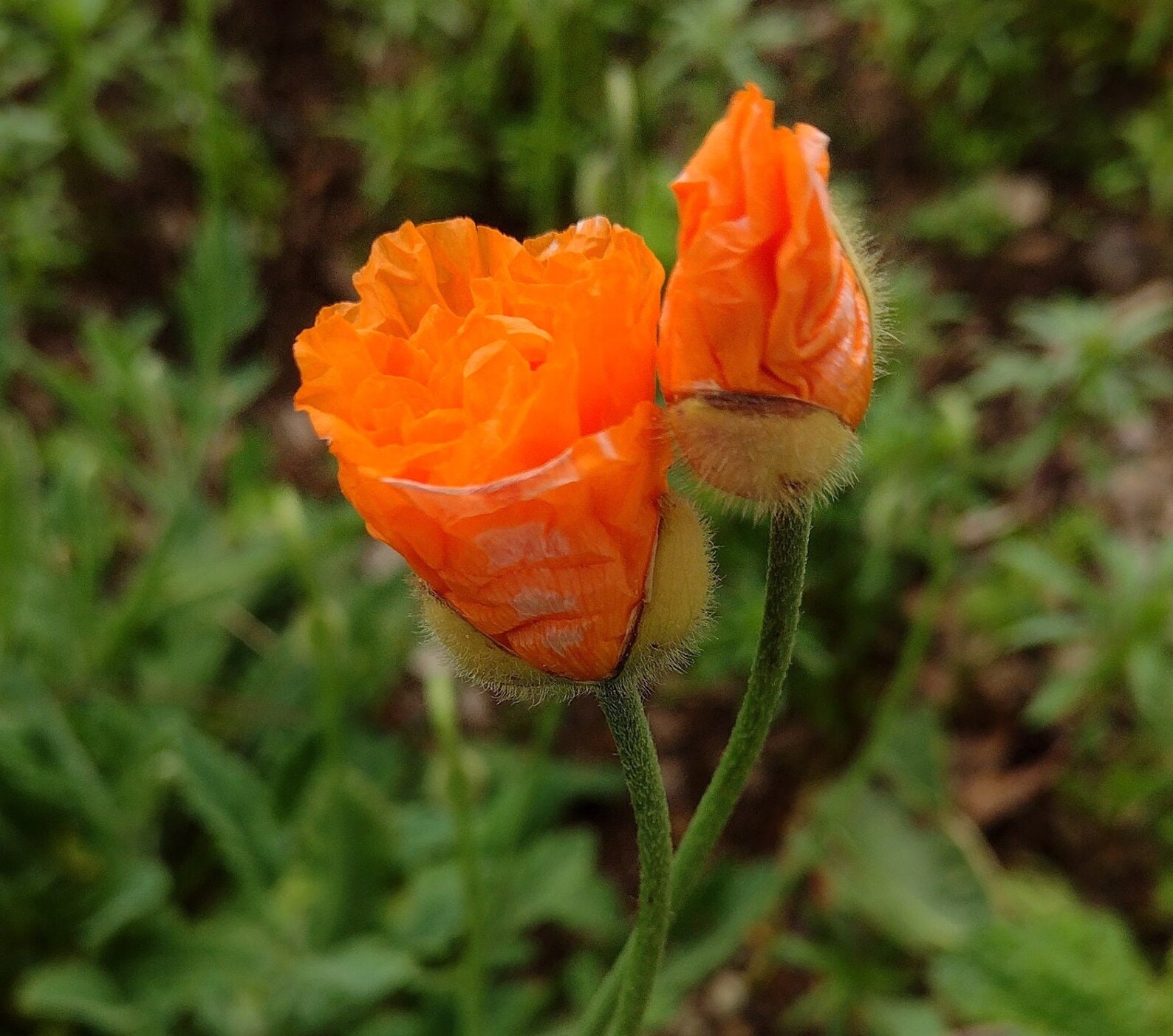 Spanish Poppy, Moroccan, Papaver Rupifragum 100+ Flower Seeds - Etsy