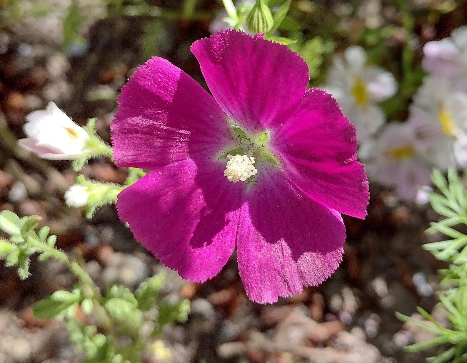 100+ Wine Cup Flowers, Poppy Mallow. Callirhoe Leiocarpa, Flower Seeds ...