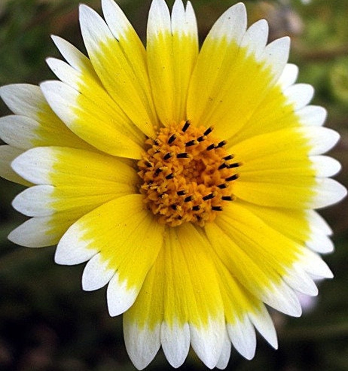 Tidy Tips, Layia Platyglossa, Coastal Tidytips Flower 100 Seeds - Etsy